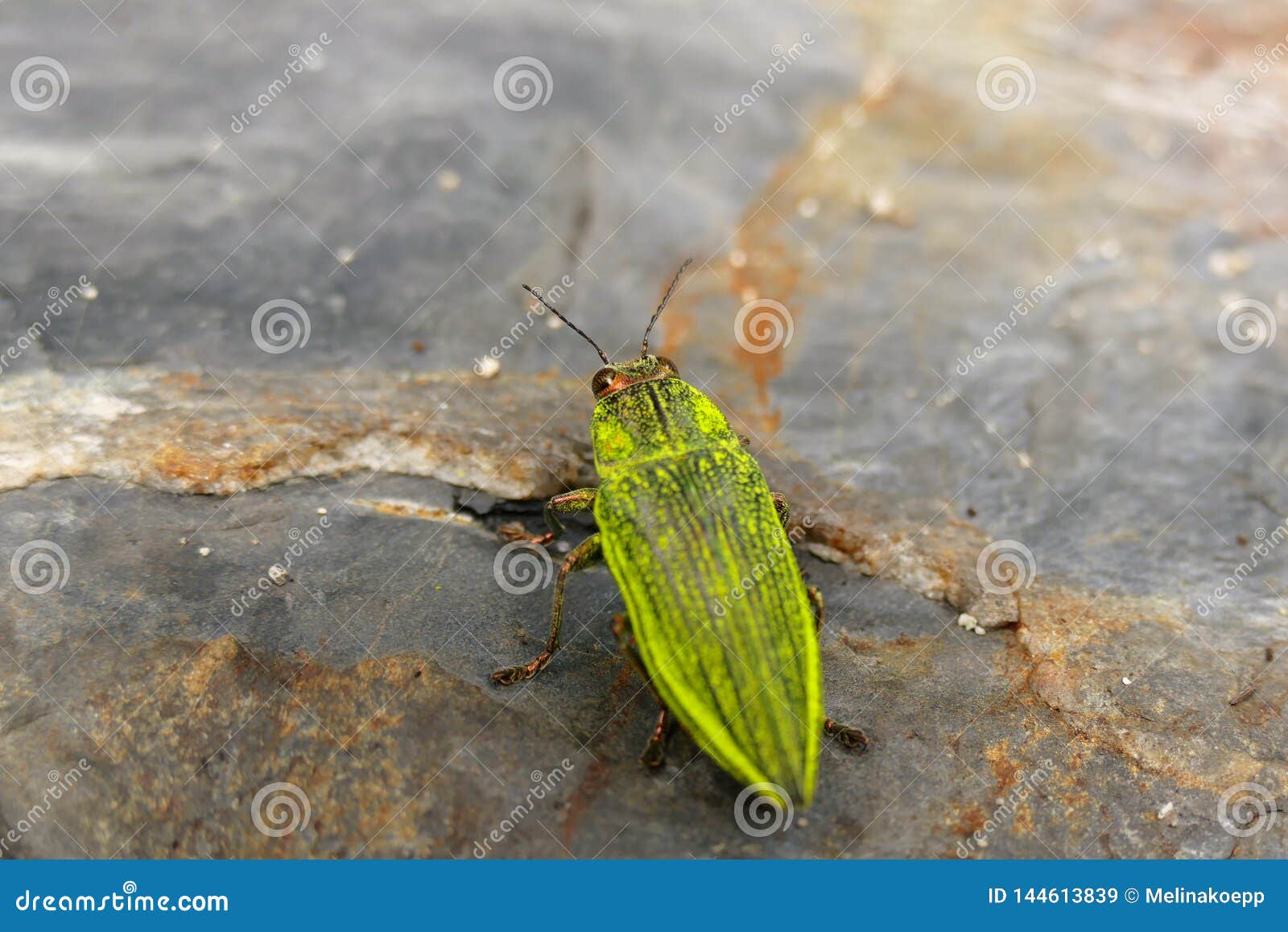 Yellow Tortoise Beetle on a Human Leg Stock Image - Image of fauna ...