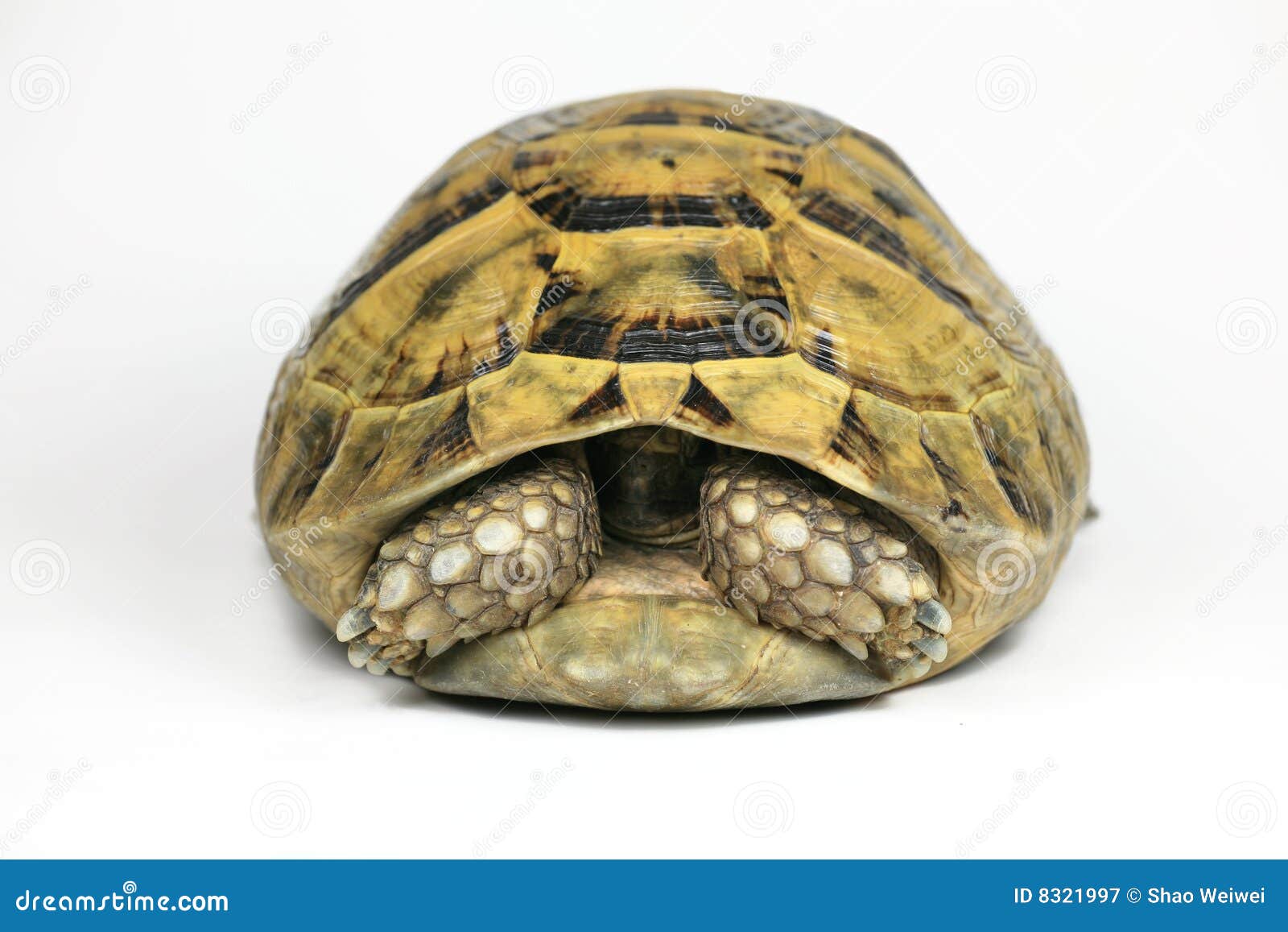 Yellow Tortoise Hiding Head Stock Image - Image of endangered, wildlife ...