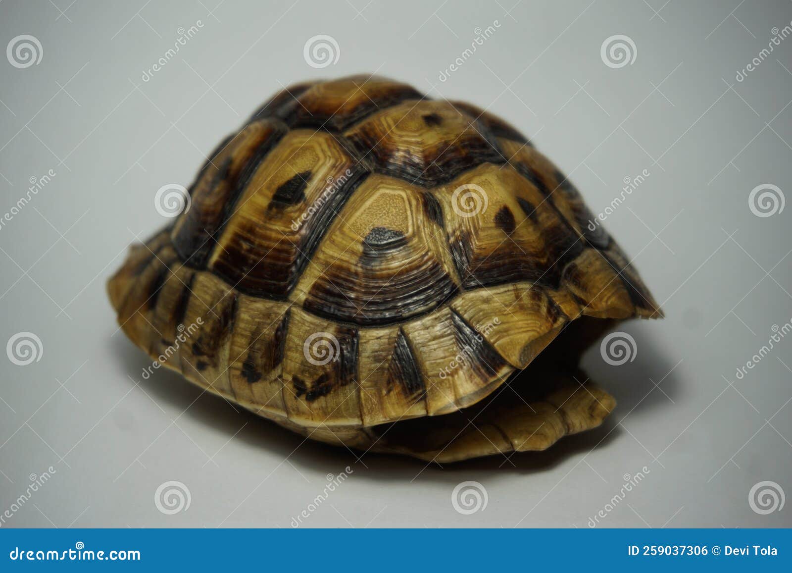 Yellow Tortoise Shell with Black Dots Stock Photo - Image of patterns ...