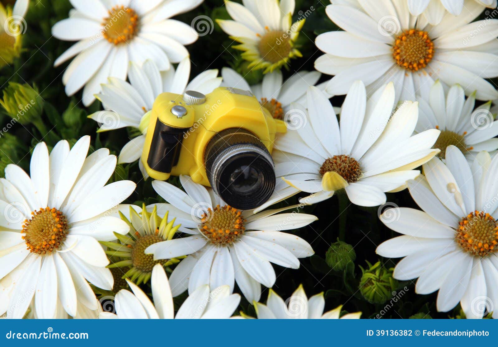 Yellow Toy Camera among the Large Daisies Stock Photo - Image of game ...