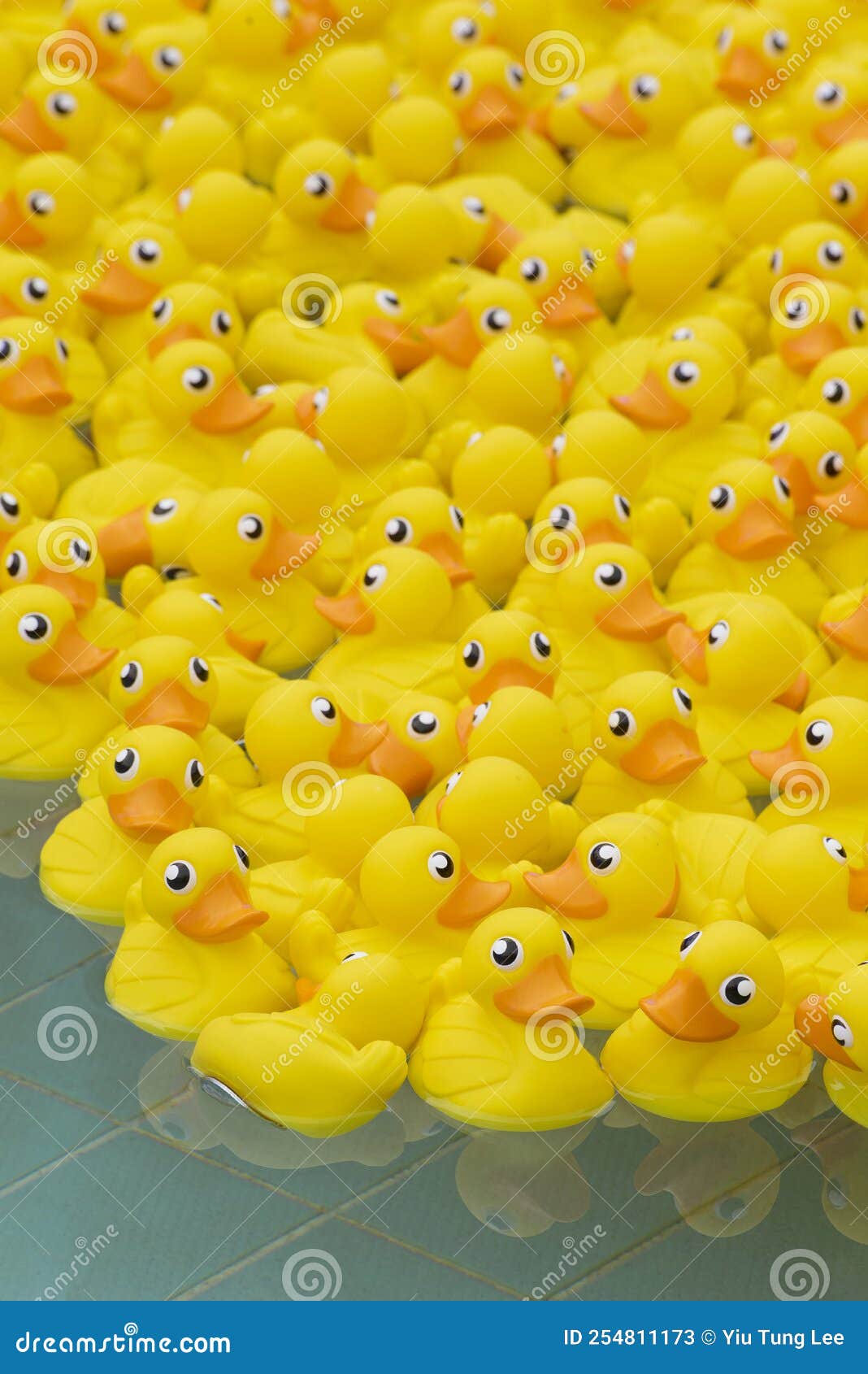 Yellow toy duck stock image. Image of bathroom, baby - 254811173