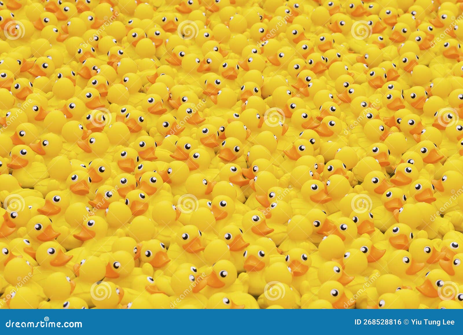 Yellow Toy Duck Floating in Pool Stock Photo - Image of chick ...