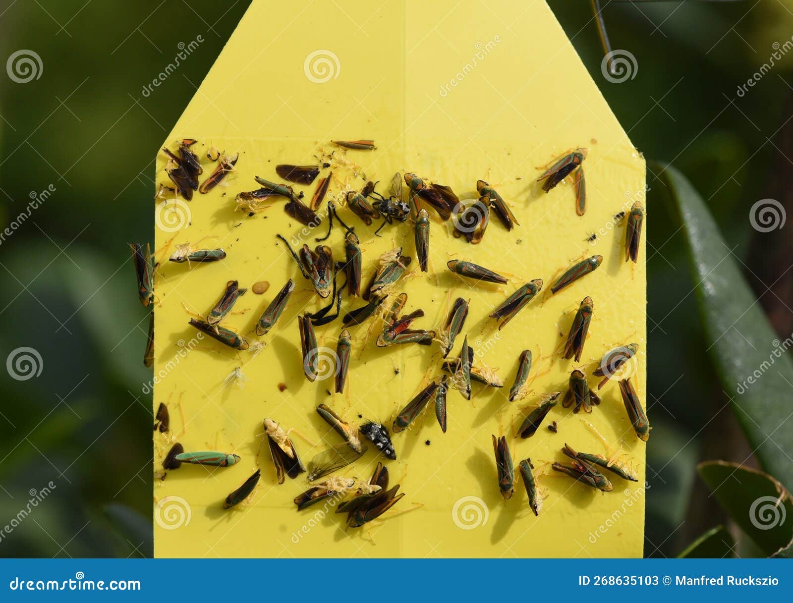 Yellow trap, insect trap stock image. Image of glue - 268635103