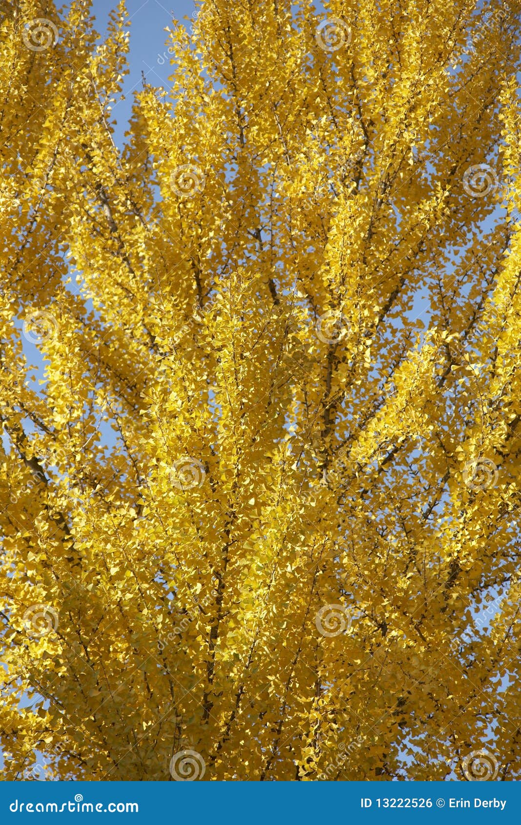 Yellow Tree stock photo. Image of bright, fall, growth - 13222526