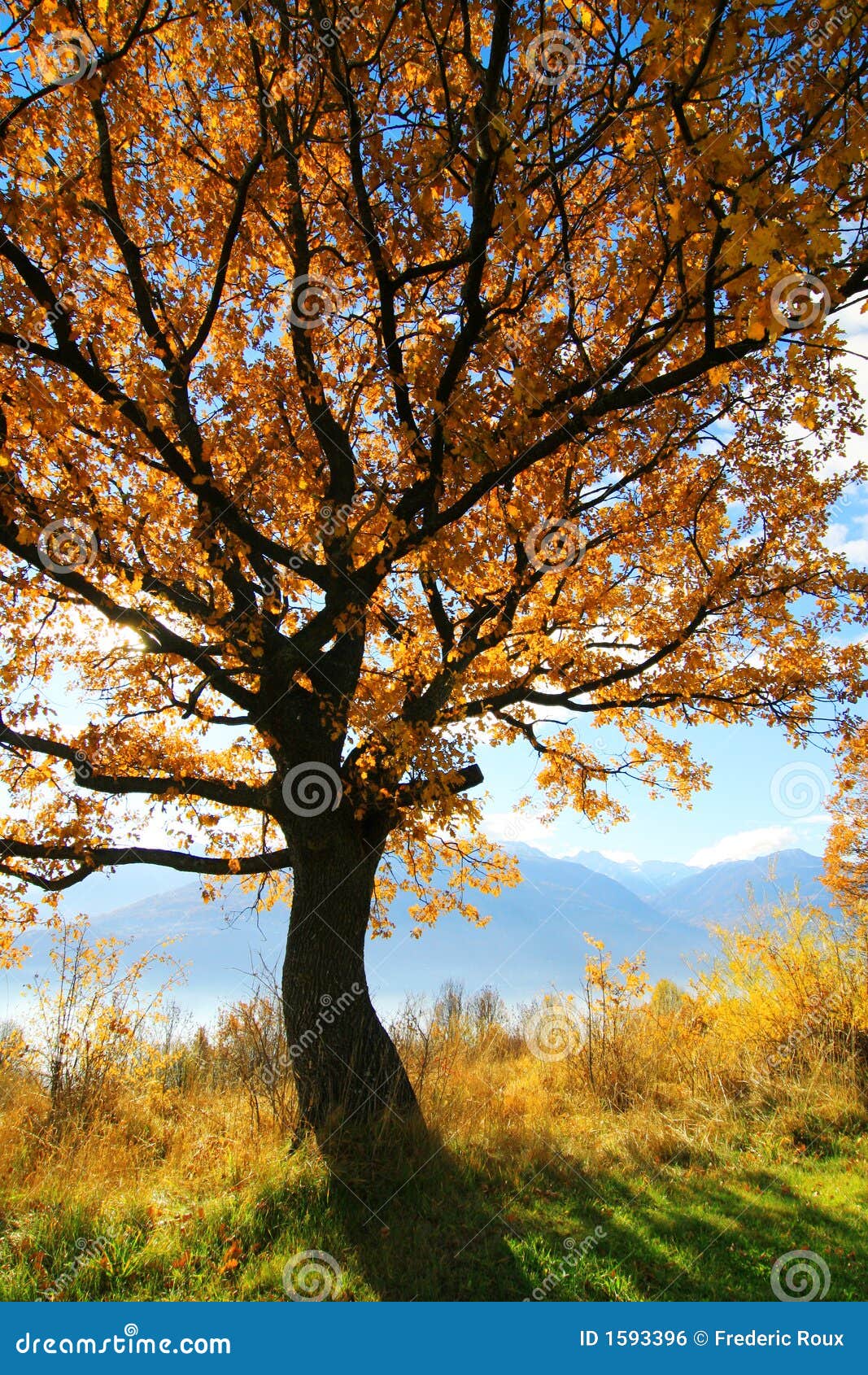 Yellow tree stock photo. Image of green, forest, grass - 1593396