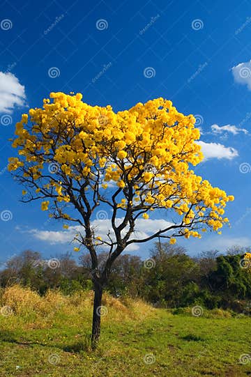 Yellow tree stock image. Image of field, clouds, nature - 593277
