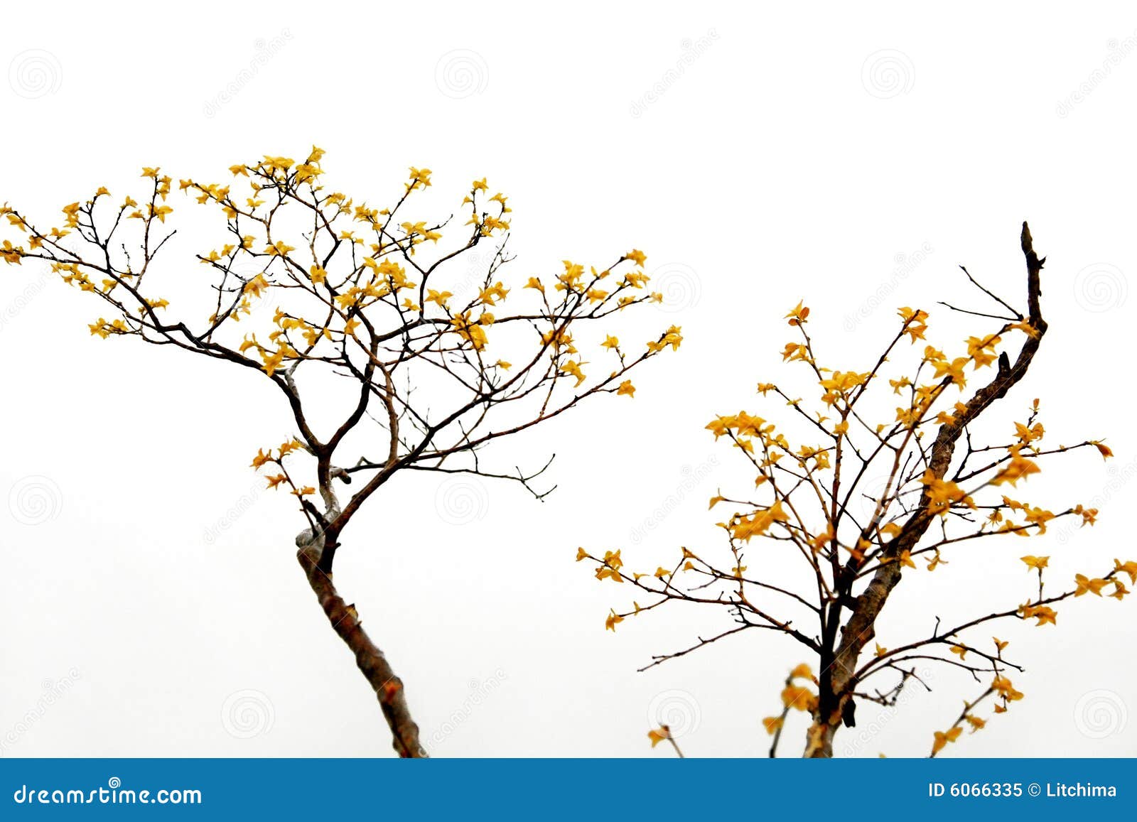 Yellow tree stock image. Image of colour, bright, autumnal - 6066335