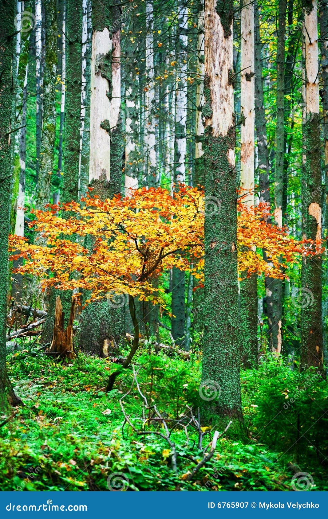 Yellow tree stock image. Image of area, descriptive, fall - 6765907