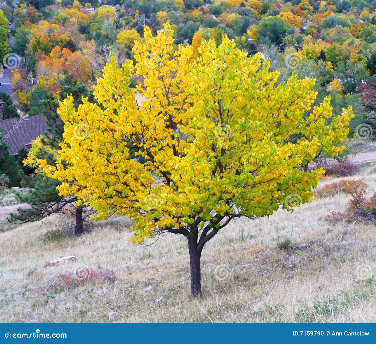 Yellow Ash Tree Leaves Royalty-Free Stock Photography | CartoonDealer ...
