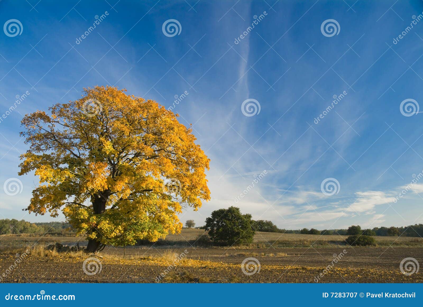 Yellow tree stock image. Image of field, yellow, autumn - 7283707