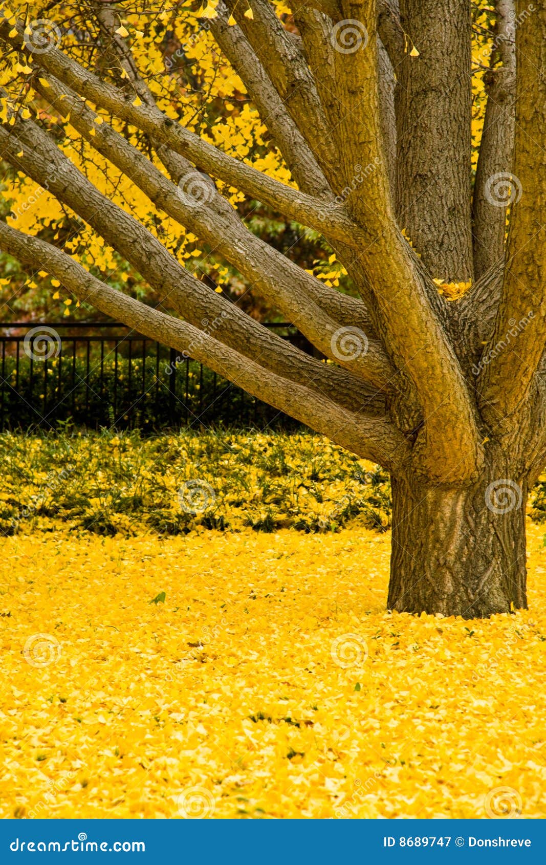 Yellow Tree stock image. Image of fall, park, color, foliage - 8689747