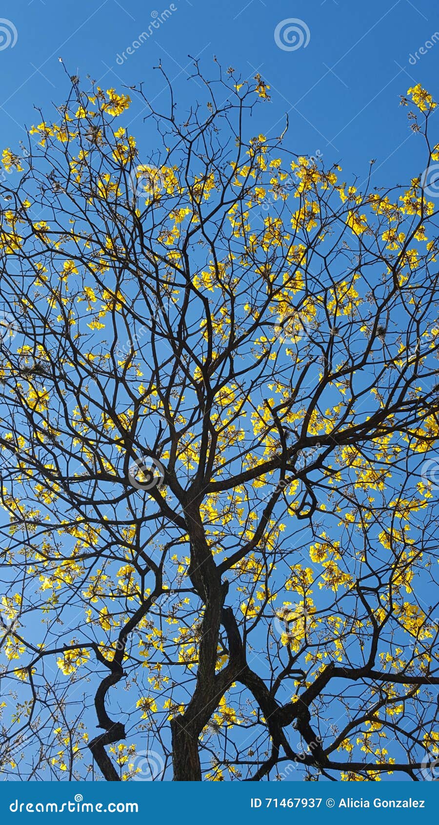 Yellow Tree Araguaney, Venezuela National Tree Stock Image - Image of ...