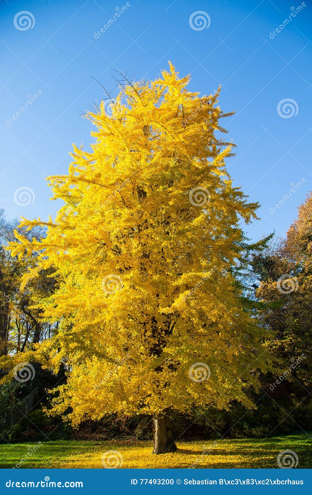 Yellow Tree stock photo. Image of autumn, herbst, yellow - 77493200