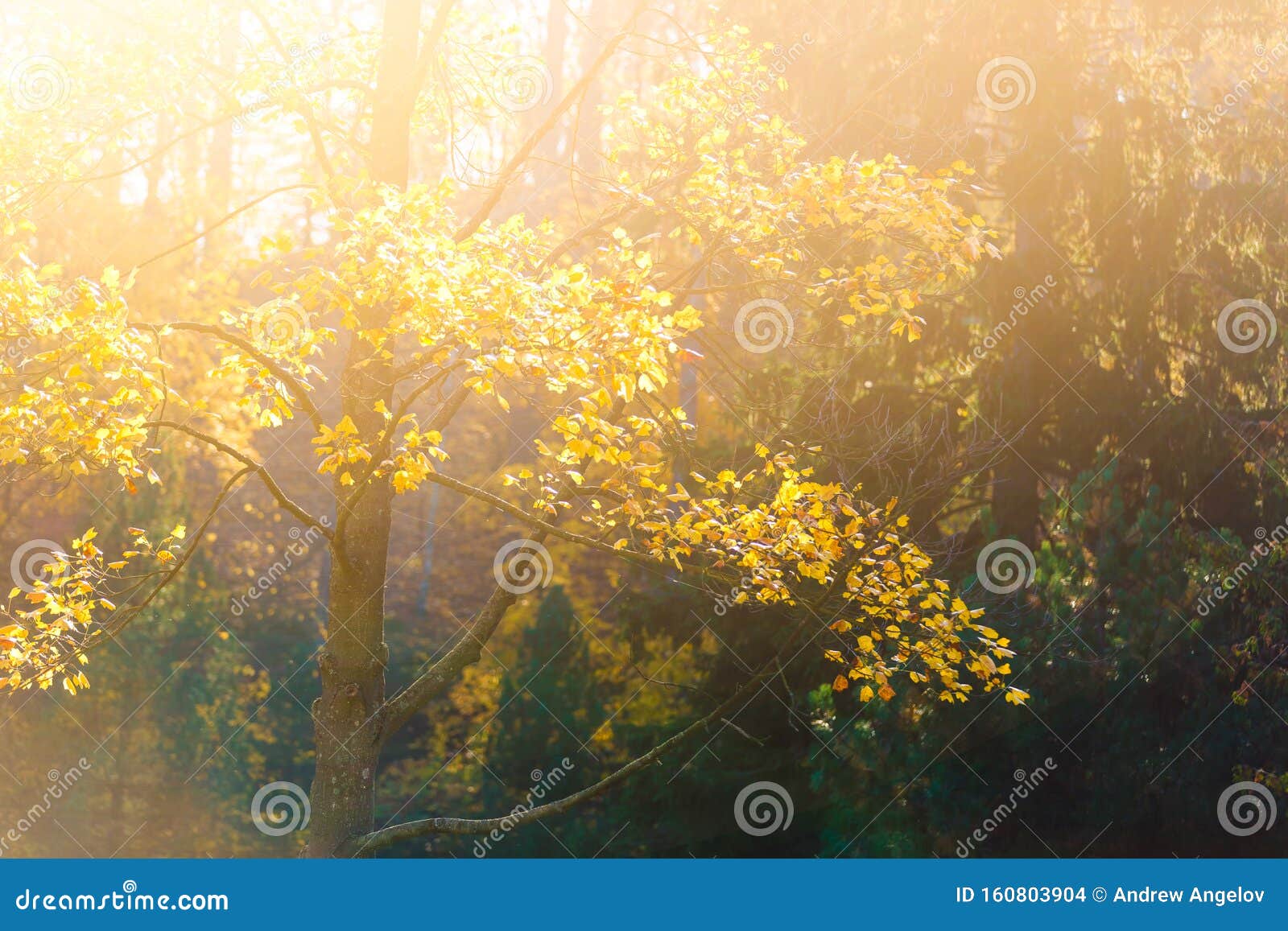 Yellow Tree, Autumn Background Stock Photo - Image of atmosphere, bare ...