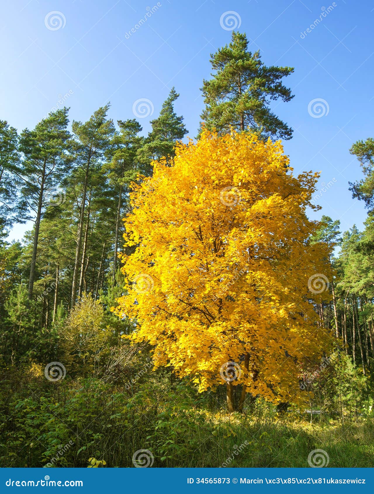 Yellow Tree, Autumn Background Stock Image - Image of bright, orange ...