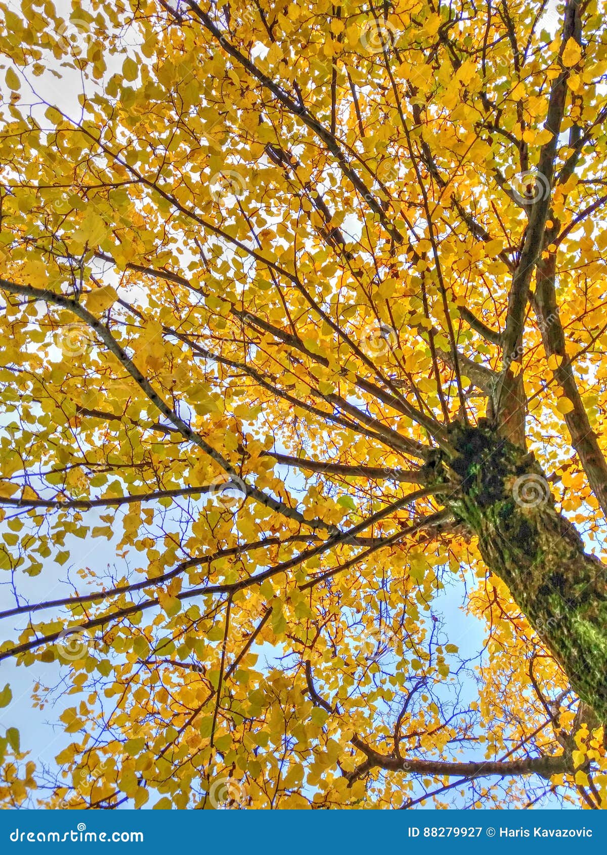 Yellow Tree in Autumn stock image. Image of leaves, color - 88279927