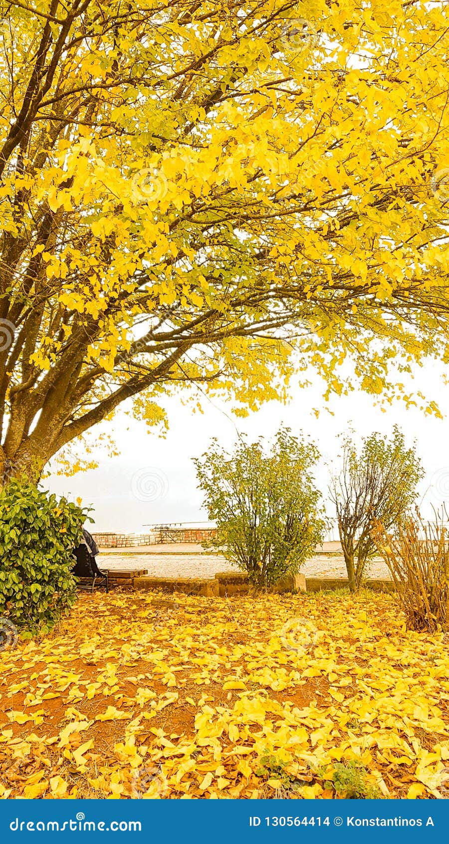 Yellow Tree Autumn Enviroment Background Leaves Stock Photo - Image of ...