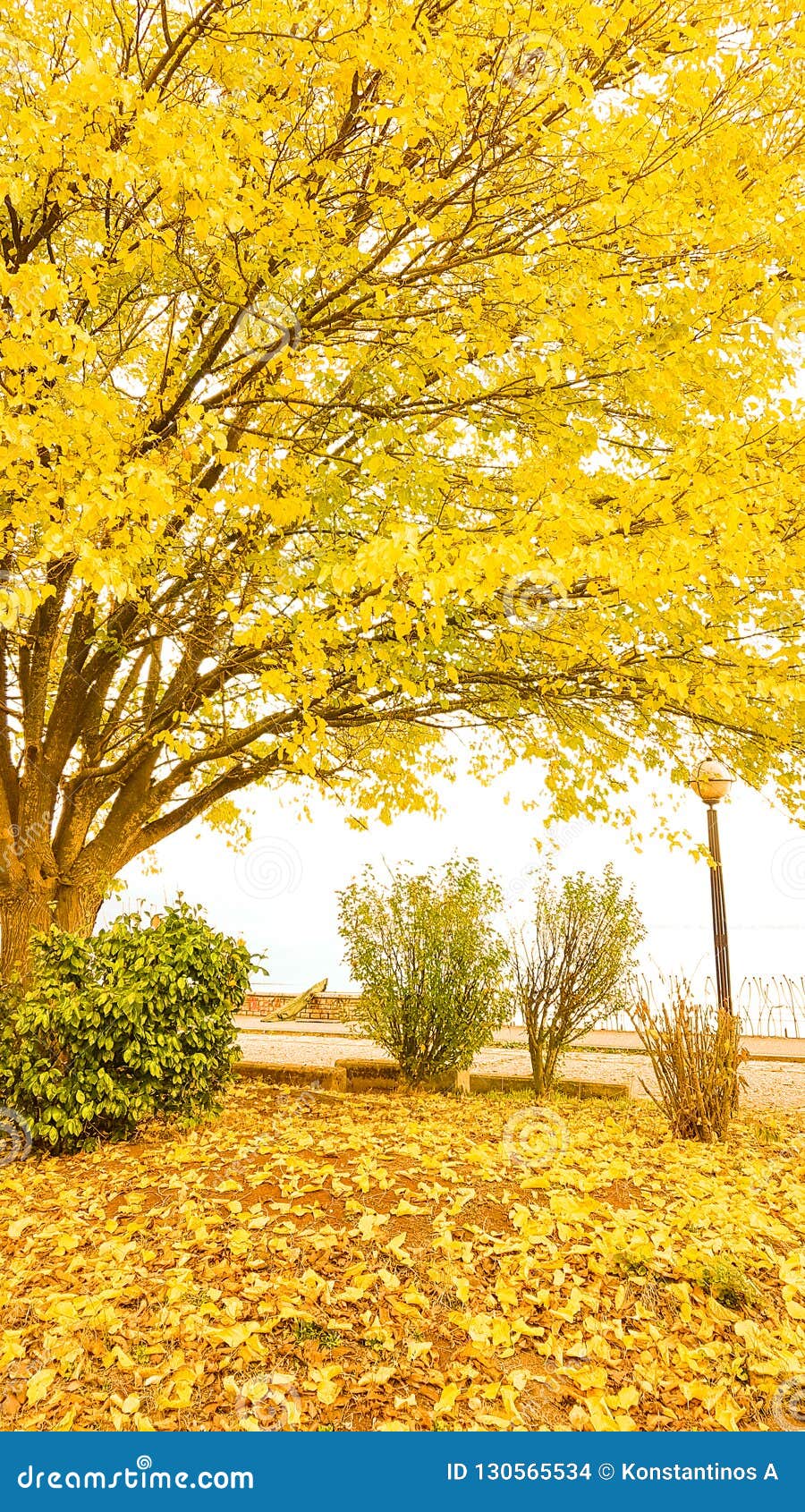 Yellow Tree Autumn Enviroment Background Leaves Stock Photo - Image of ...
