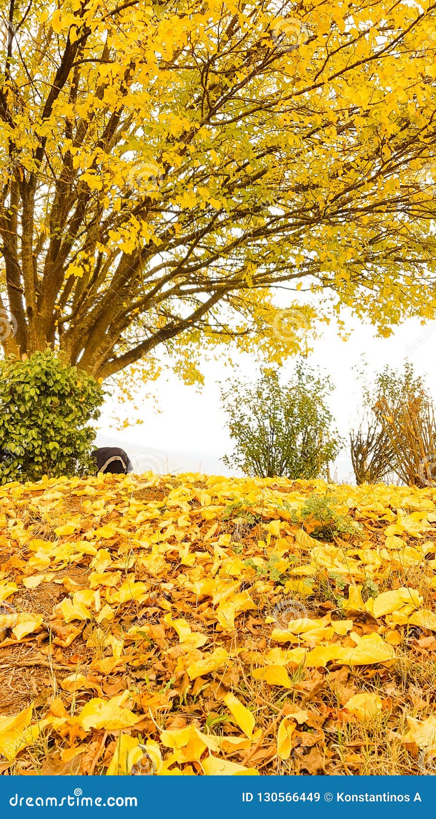 Yellow Tree Autumn Enviroment Background Leaves Stock Image - Image of ...