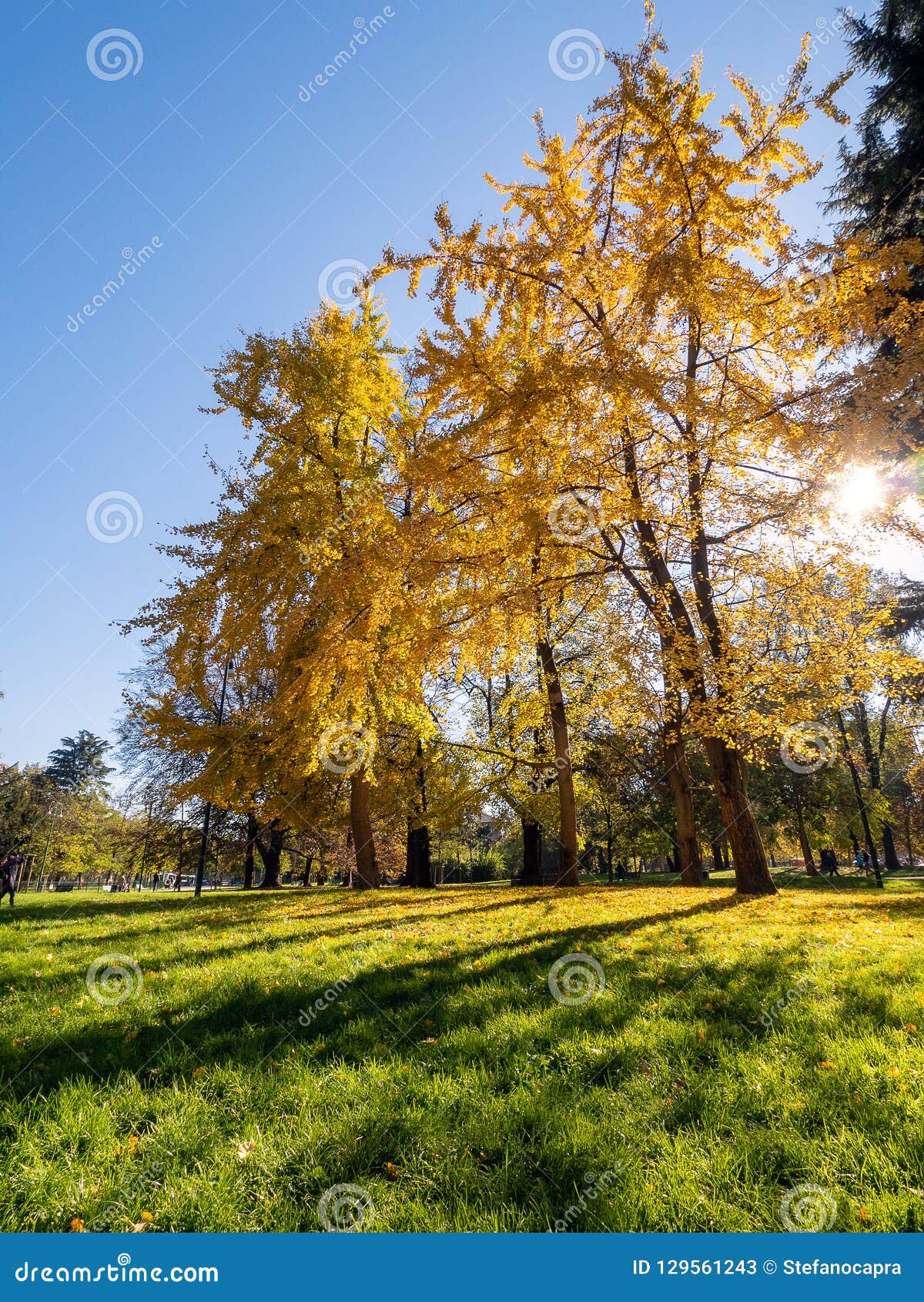 Yellow Tree with Back Light Stock Image - Image of garden, orange ...