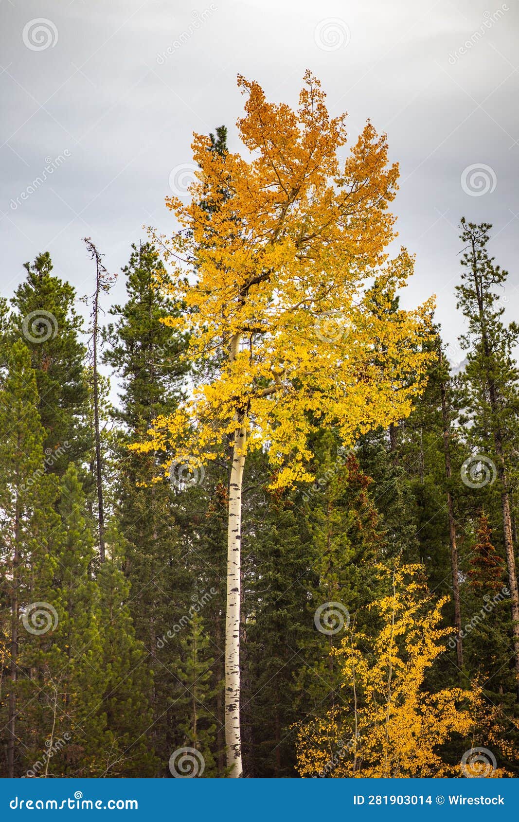 Banf Woods Stock Photos - Free & Royalty-Free Stock Photos from Dreamstime