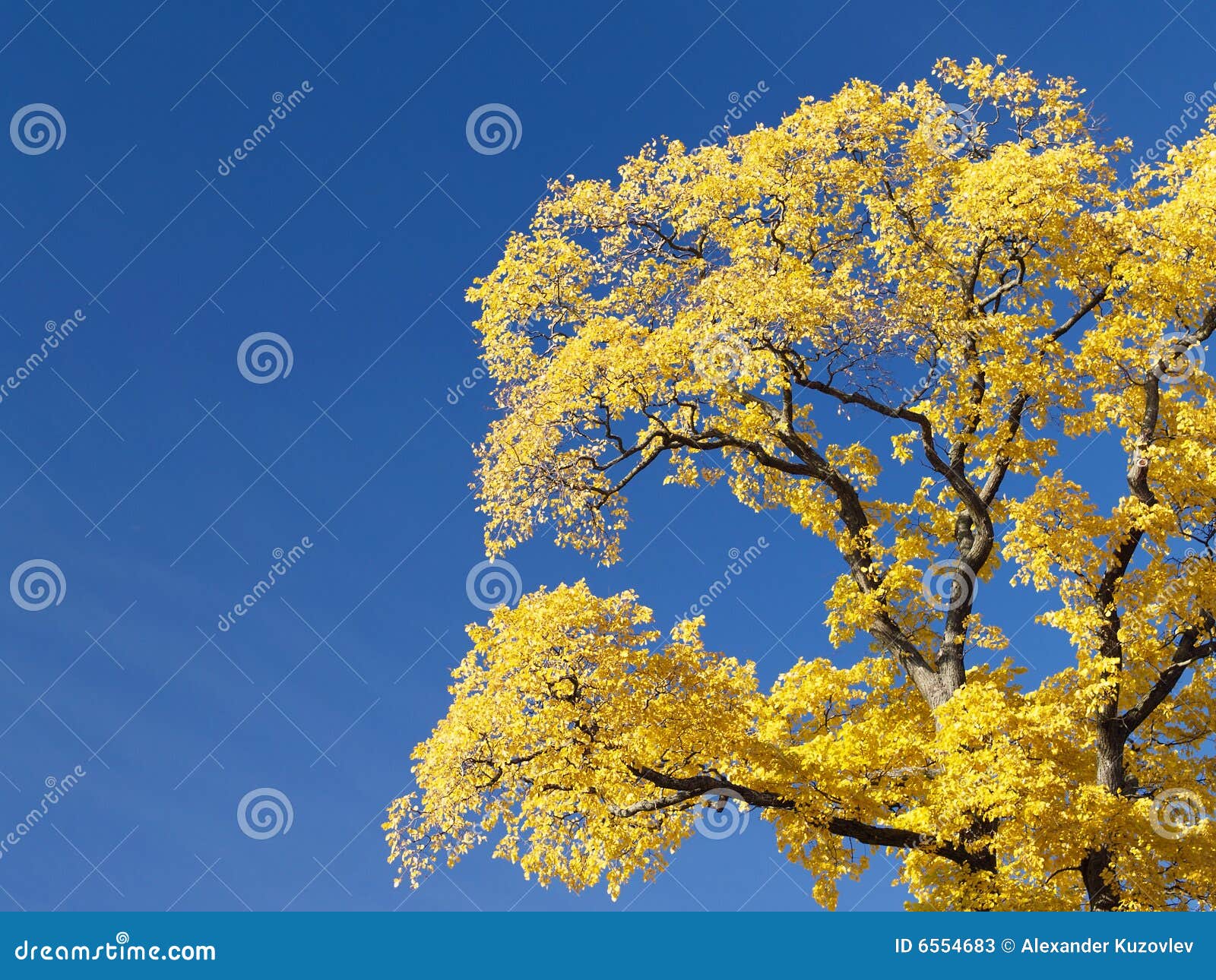 Yellow tree on blue stock image. Image of october, view - 6554683