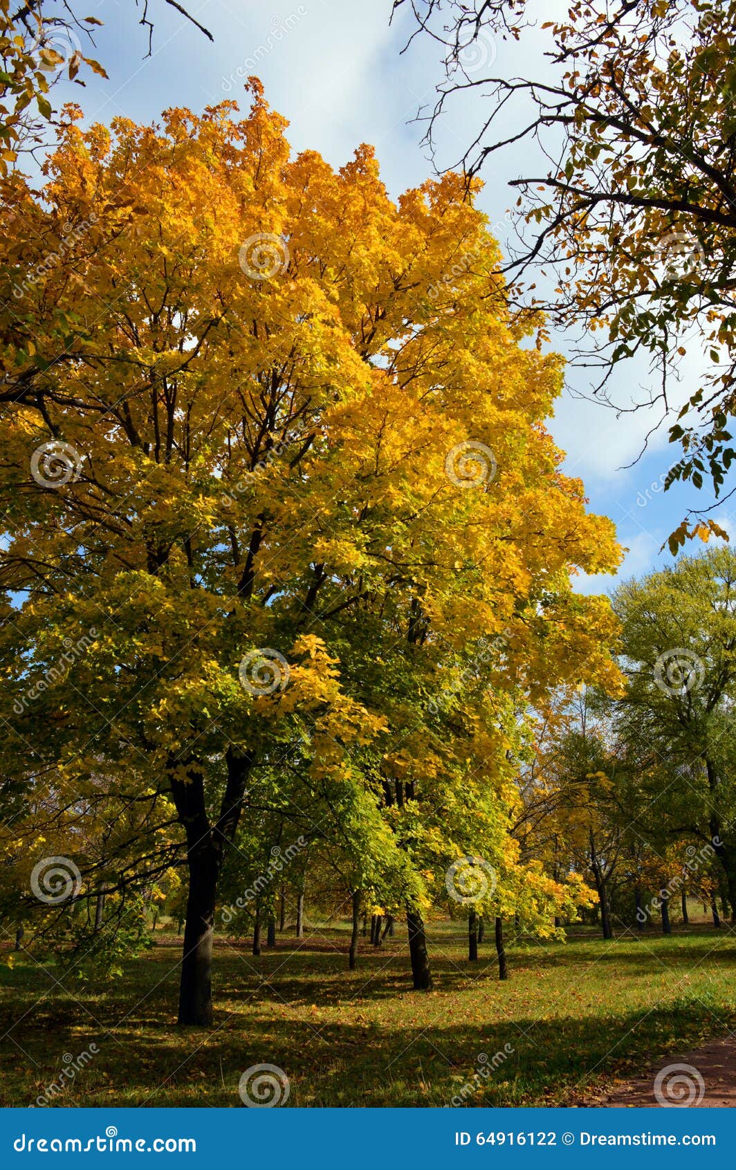 Yellow tree stock photo. Image of yellow, simferopol - 64916122