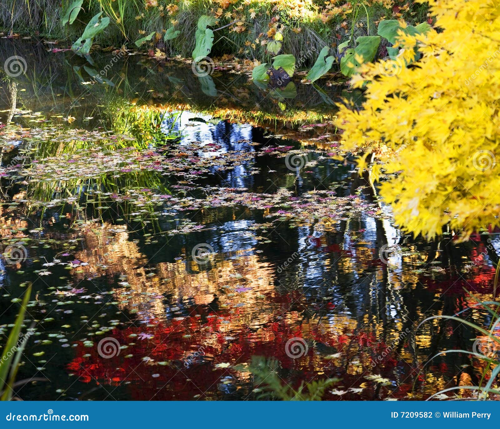 Yellow Tree Colorful Reflections Van Dusen Gardens Stock Photo - Image ...