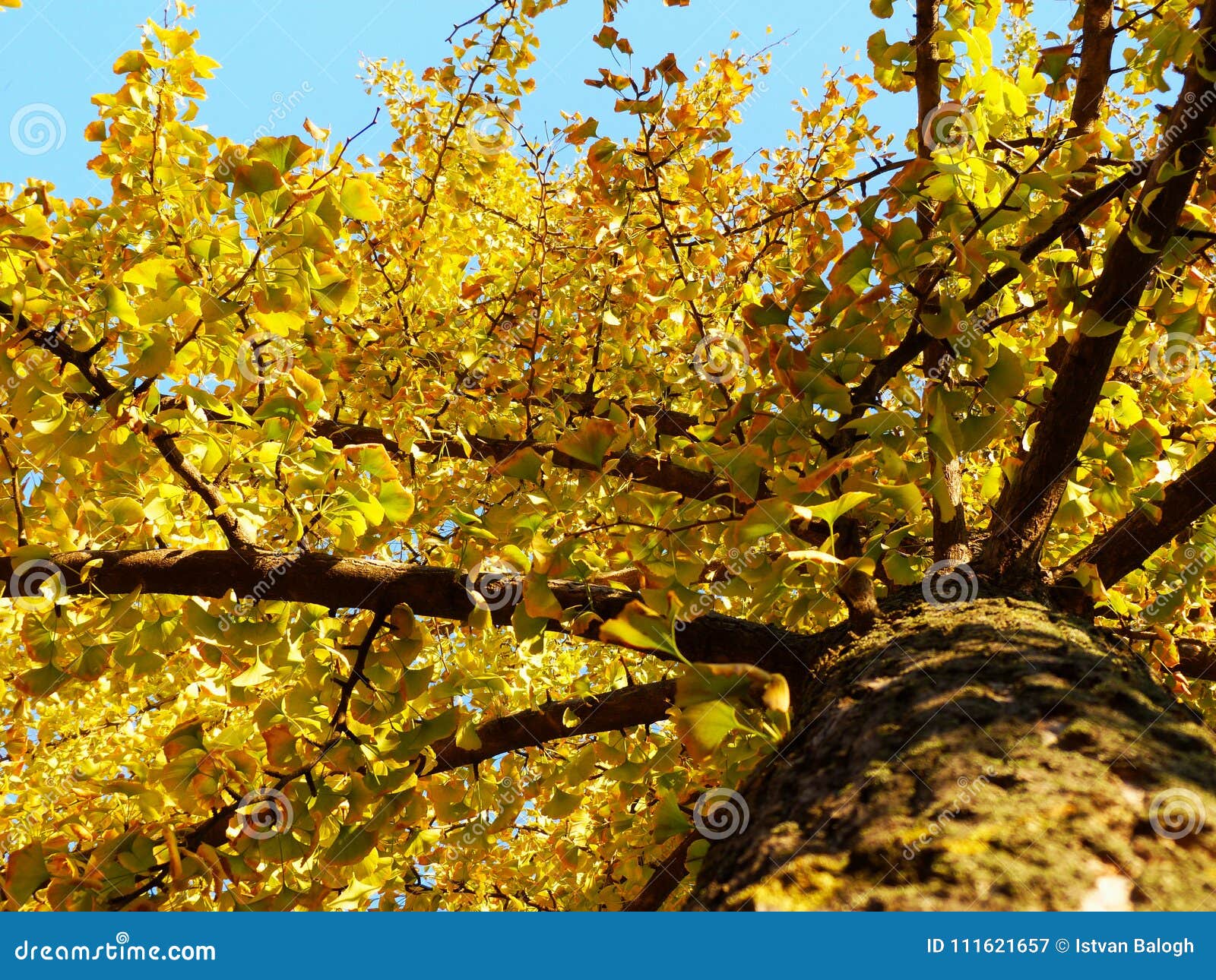 Yellow Tree in the Fall stock image. Image of vivid - 111621657