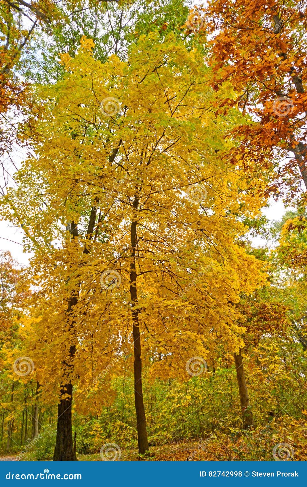 Yellow Tree in the Fall stock photo. Image of colors - 82742998