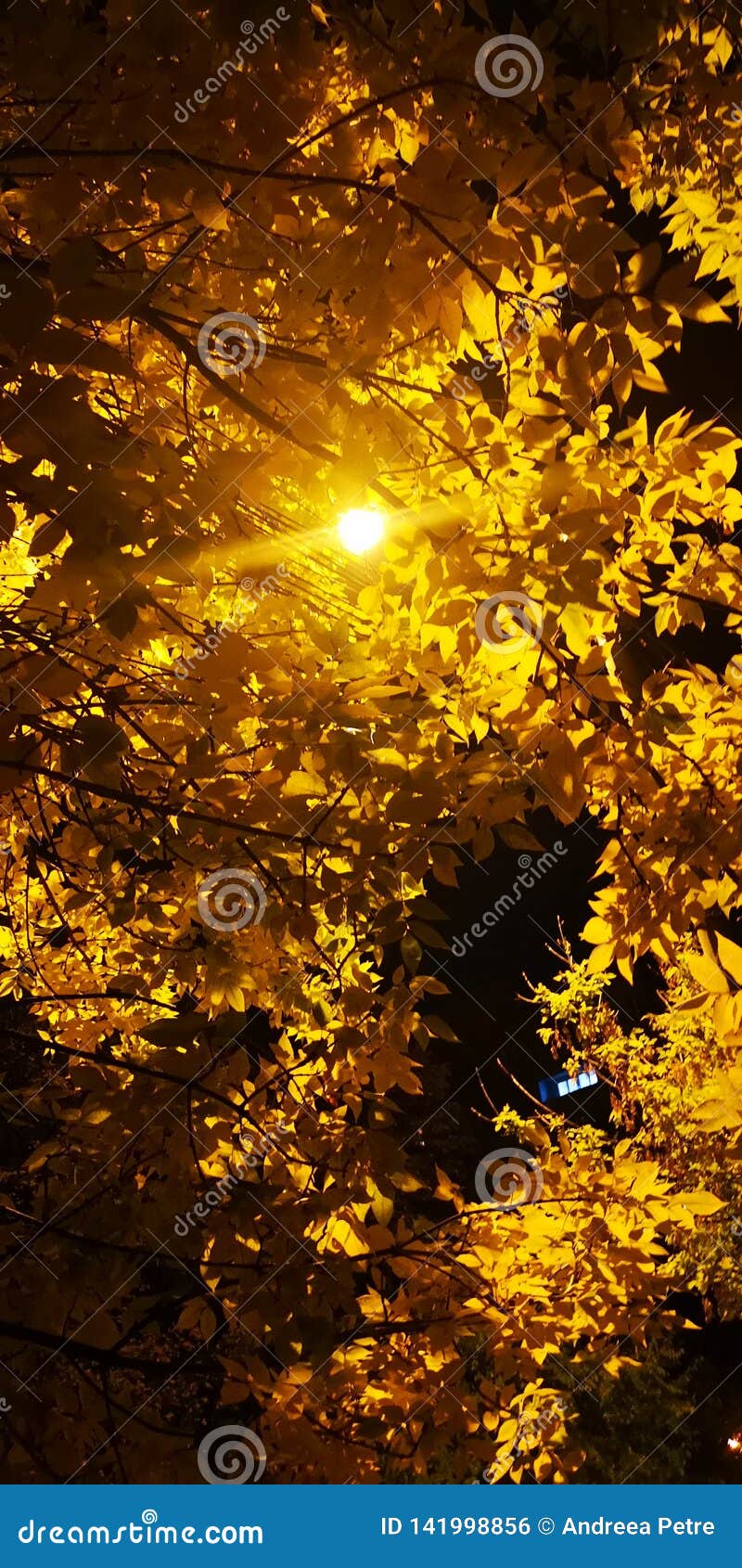 Yellow tree in the night stock photo. Image of tree - 141998856