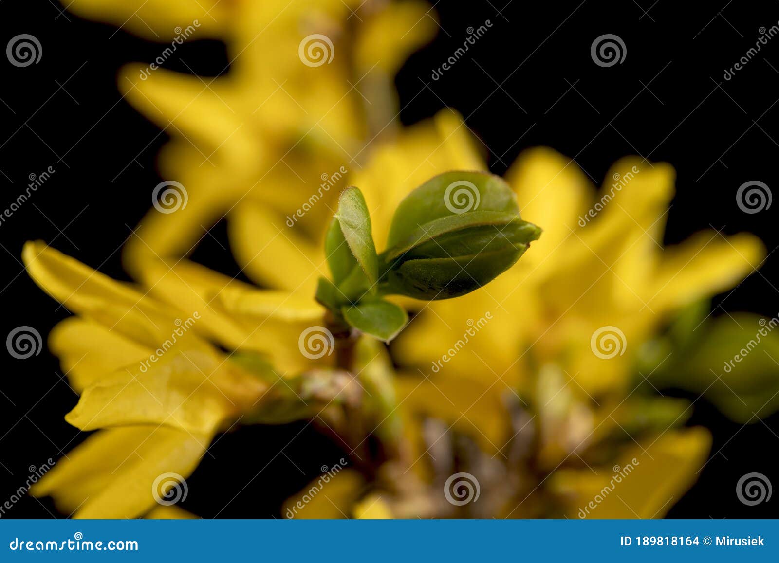 Yellow Tree Flowers Closeup View on Black Background Stock Photo ...