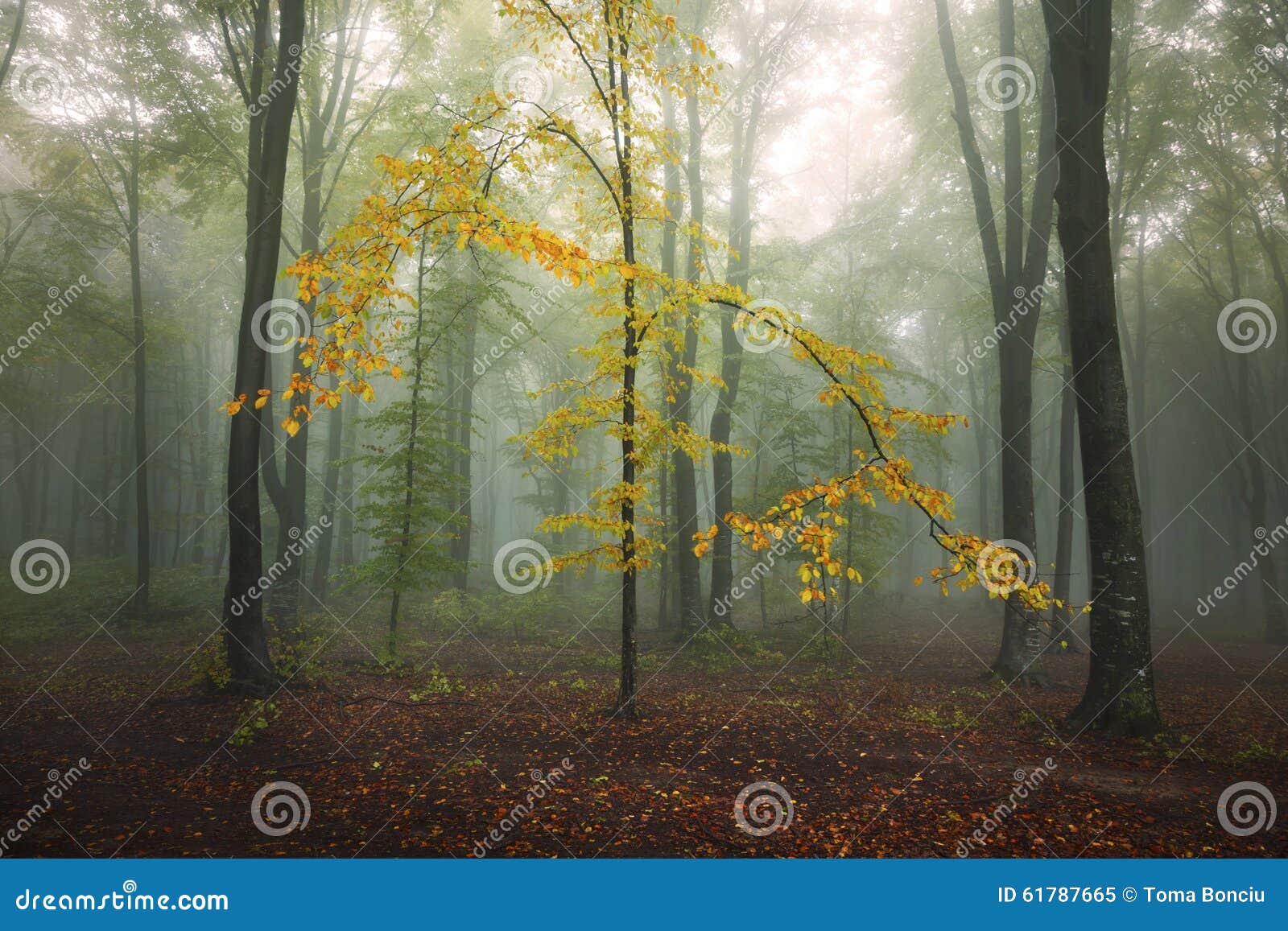 Yellow tree in the forest stock image. Image of beam - 61787665
