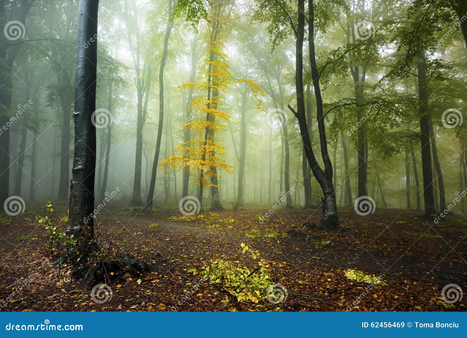 Yellow tree in the forest. stock image. Image of ground - 62456469