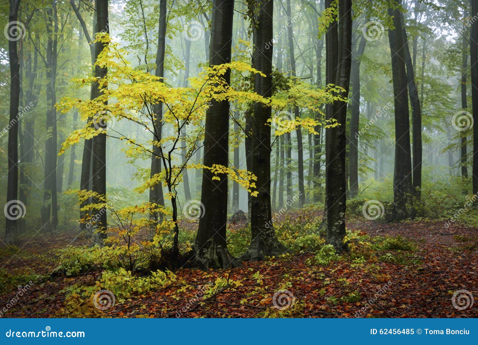 Yellow tree in the forest. stock image. Image of mist - 62456485