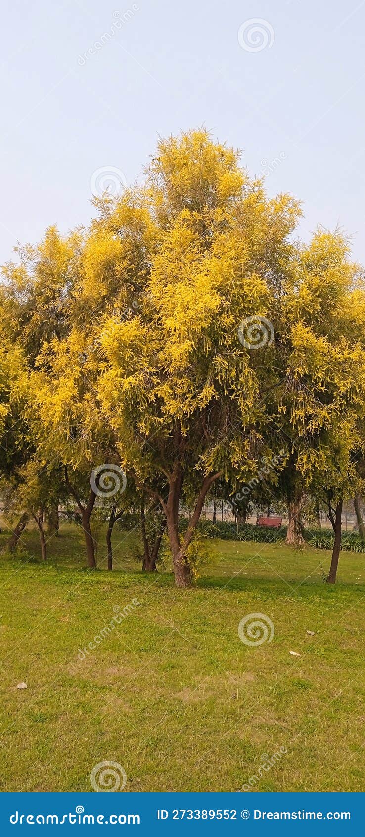 Yellow tree in India stock photo. Image of produce, plant - 273389552