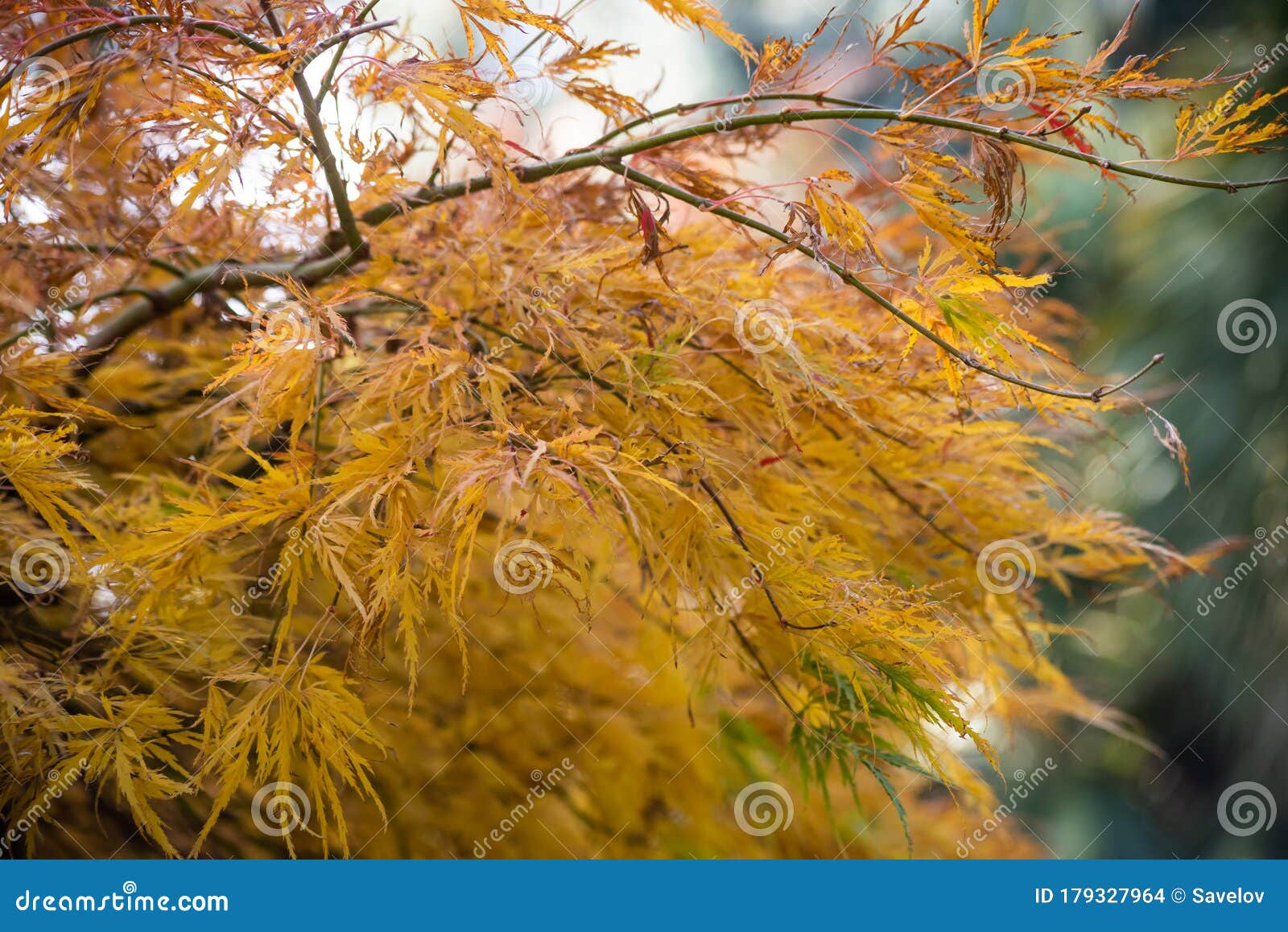Yellow Tree Japanese Acer Palmatum is Close Stock Photo - Image of pure ...