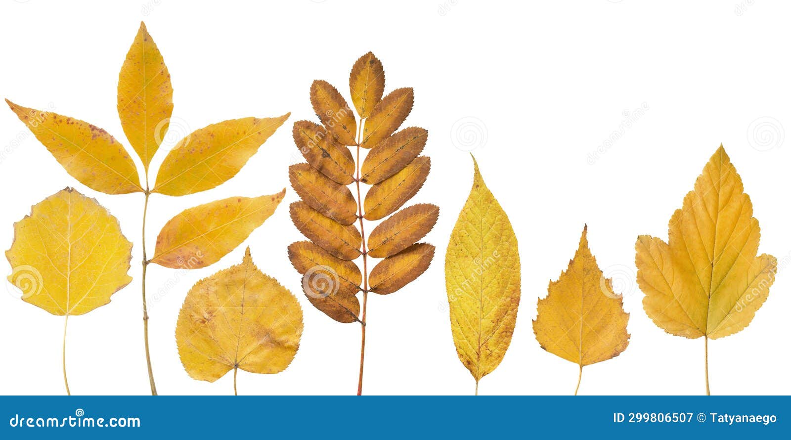 Yellow Tree Leaves Isolated Stock Image - Image of botany, yellow ...