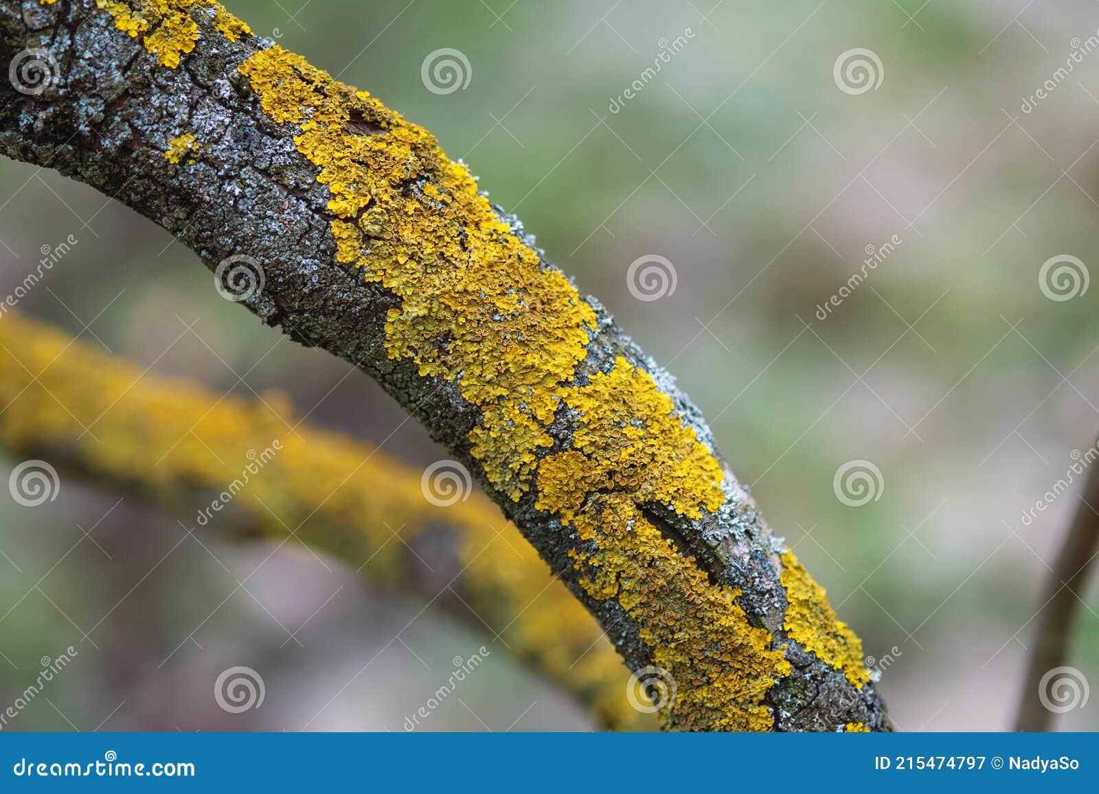 Yellow Tree Lichen on Old Syringa Trunk Stock Image - Image of ...
