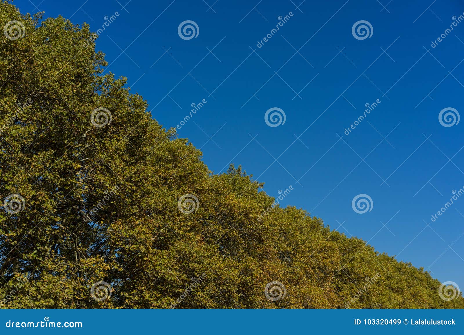 Yellow Tree Line with Clear Blue Sky Stock Image - Image of green ...
