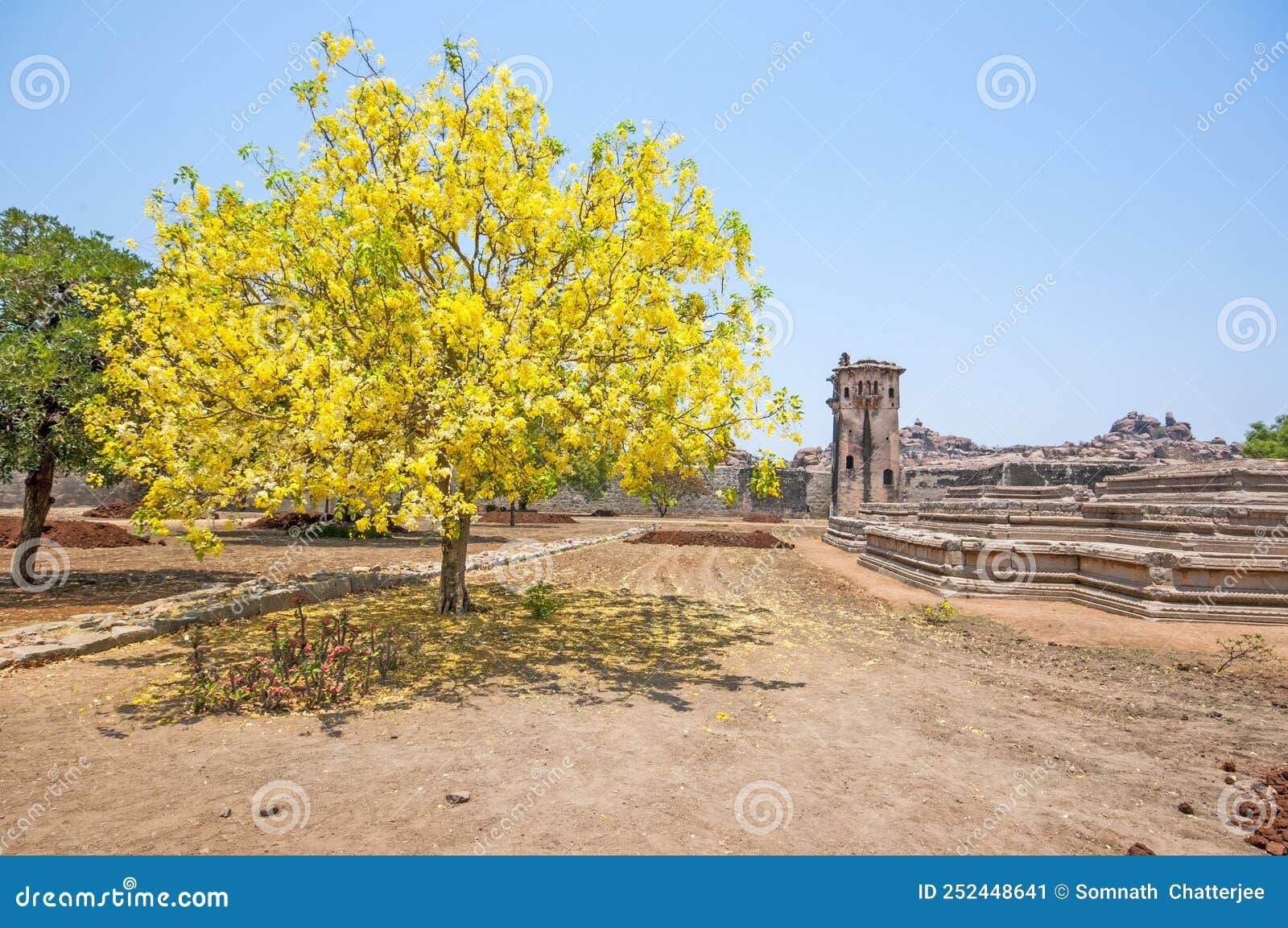 Yellow Tree and Lotus Mahal at Karnataka Editorial Photo - Image of ...