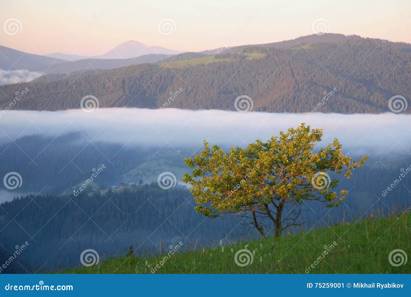 Yellow tree in mountain stock image. Image of decor, group - 75259001