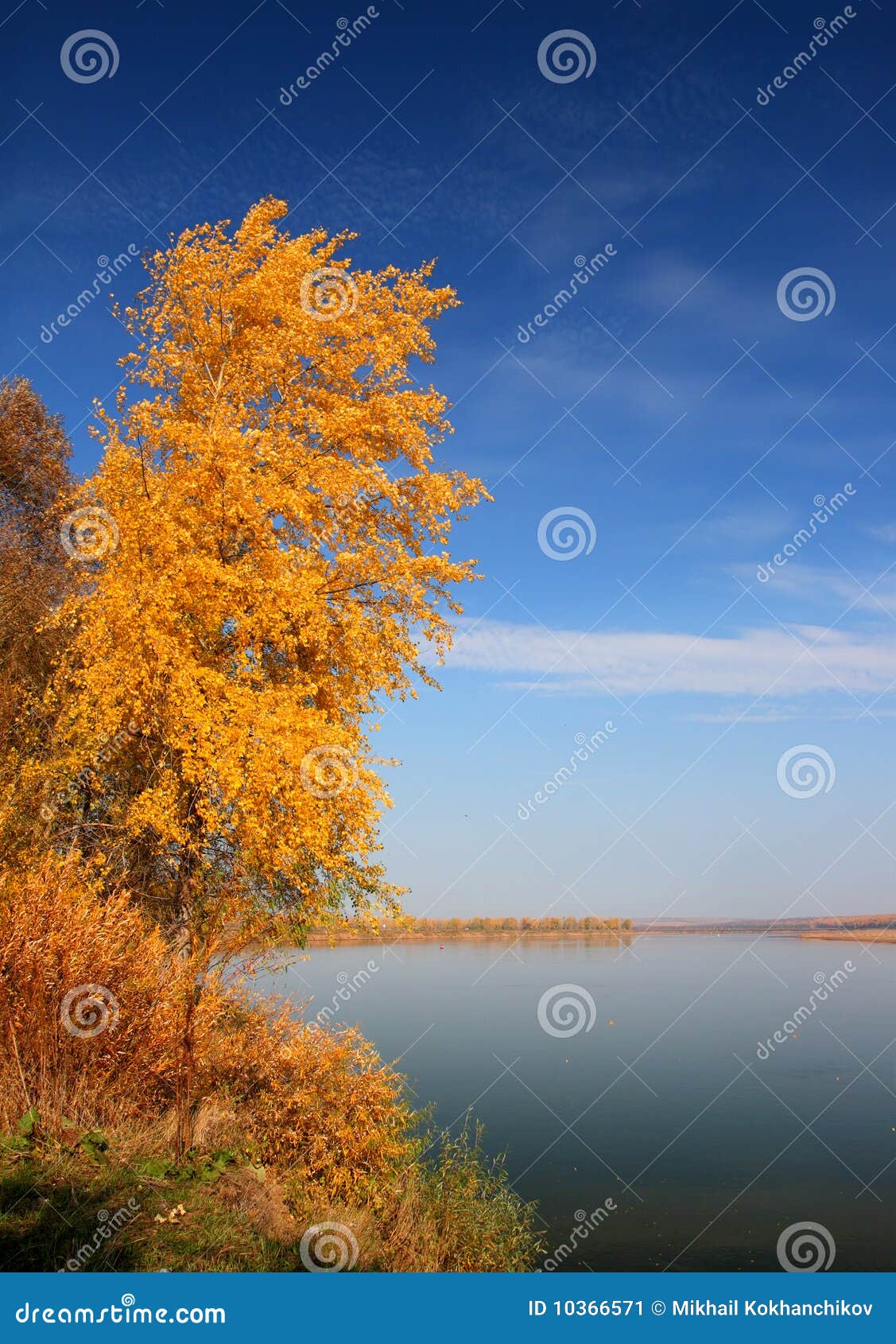 Yellow tree near river stock image. Image of leaf, color - 10366571