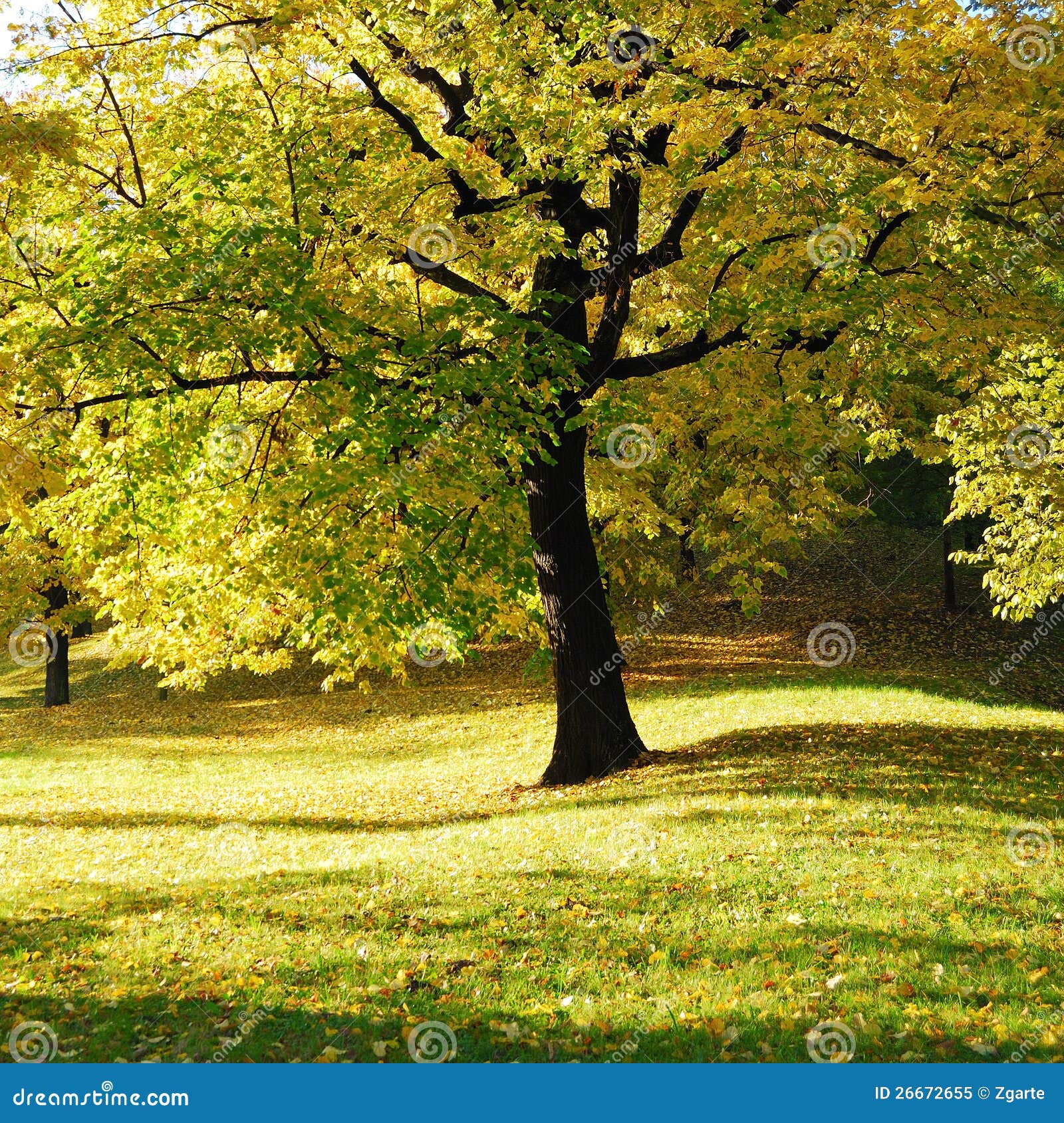 Yellow Tree in Park stock image. Image of lush, scenery - 26672655