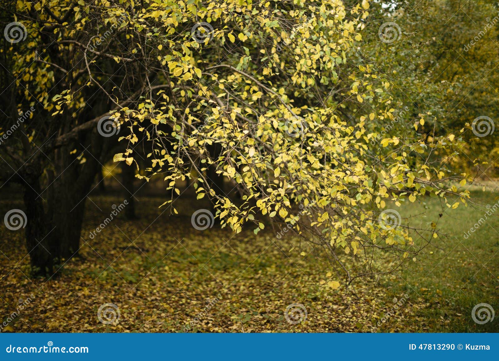 Yellow tree in the park stock photo. Image of foliage - 47813290