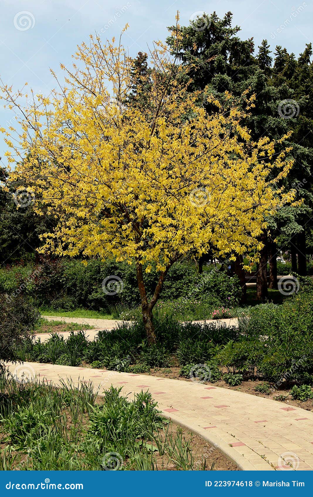 Yellow Tree in the Park, Tabebuia Chrysantha. Stock Photo - Image of ...