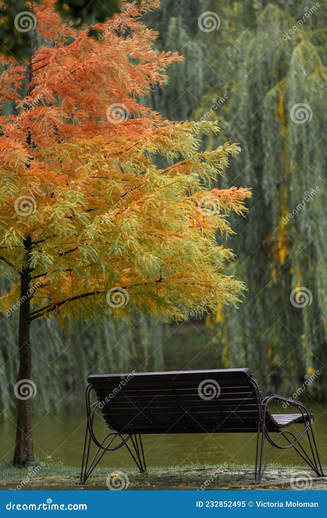 Yellow tree stock image. Image of nature, shrub, morning - 232852495