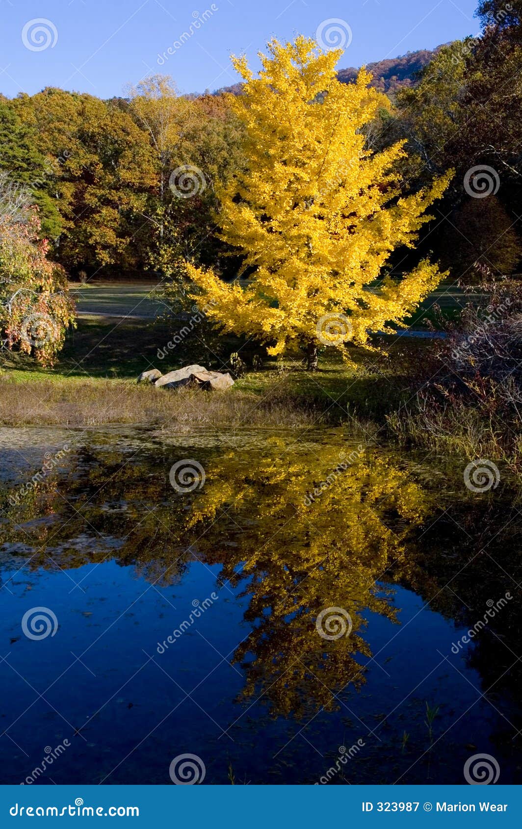 Yellow Oak Tree In A Field Stock Image | CartoonDealer.com #3498247