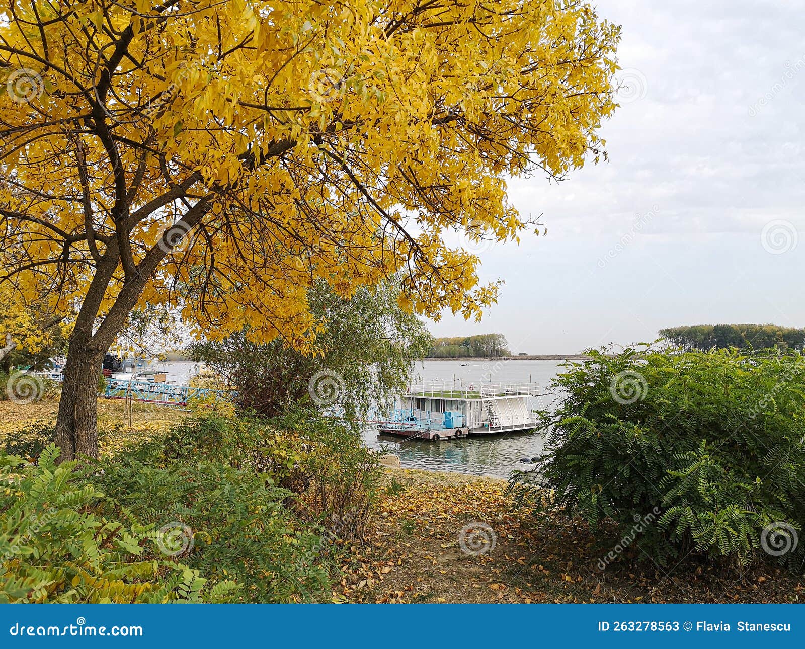 Yellow Tree on the River Bank Stock Image - Image of autumn, tree ...