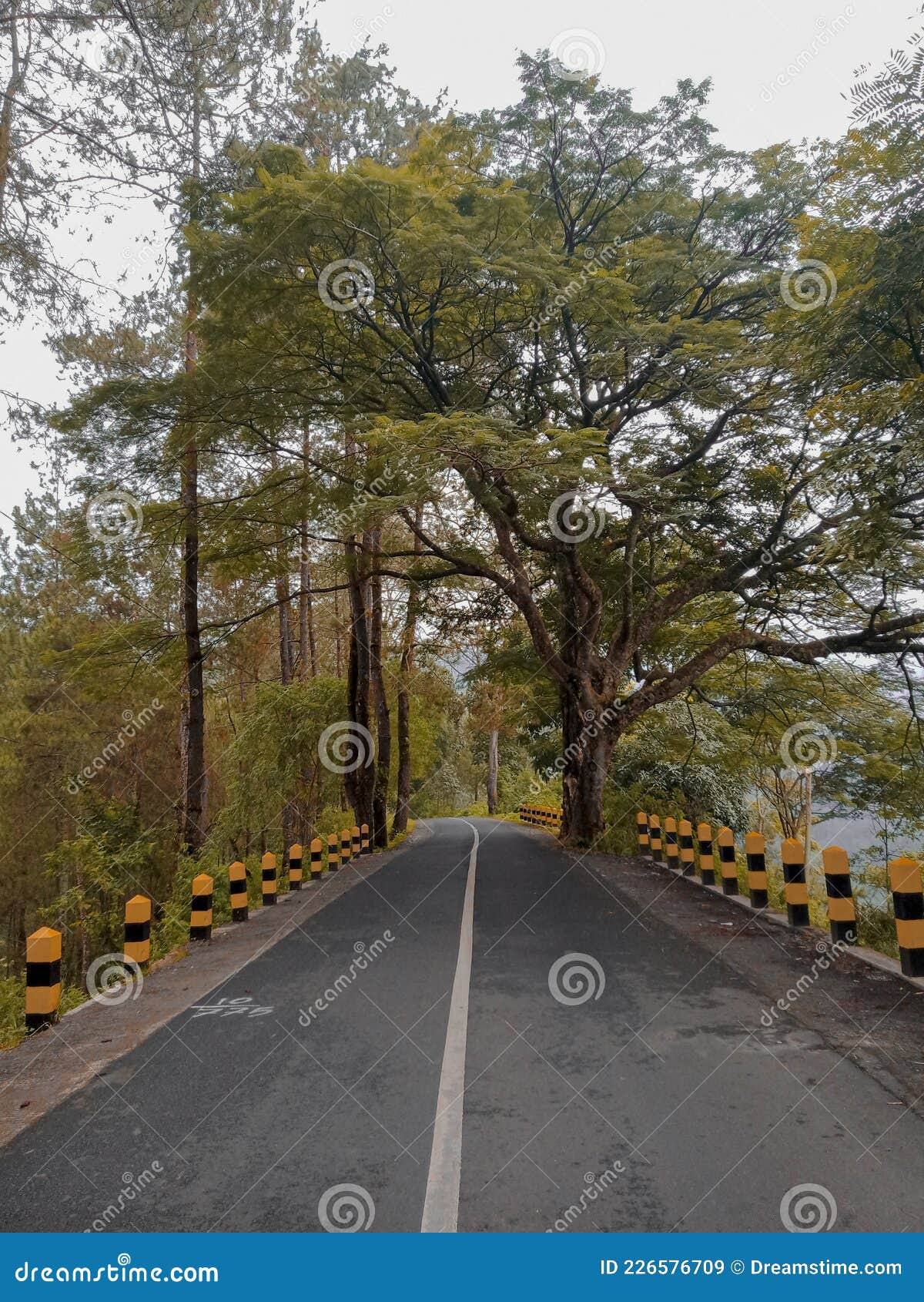 Yellow tree on the road stock image. Image of turn, trees - 226576709